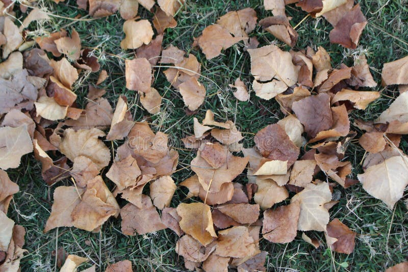Closeup Texture of Autumn Tree Leaves Fallen on the Ground in a Forest ...