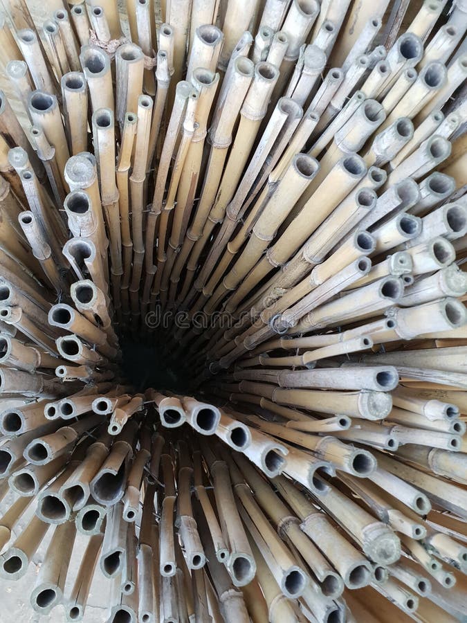 Closeup Texture Bamboo,Bamboo Raft,Yellow Bamboo is Brought Together ...