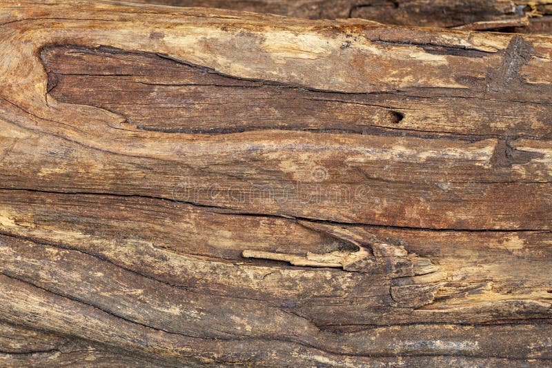Closeup Texture of Bark of an African Black Ebony Tree Stock Image ...
