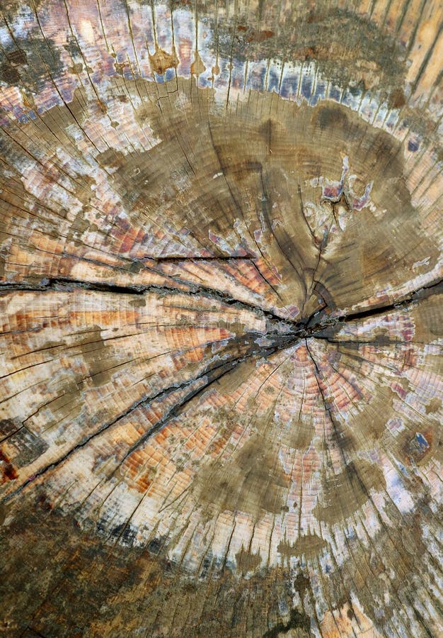 Texture of Cut Wood Log Surface for Abstract Background Stock Image ...