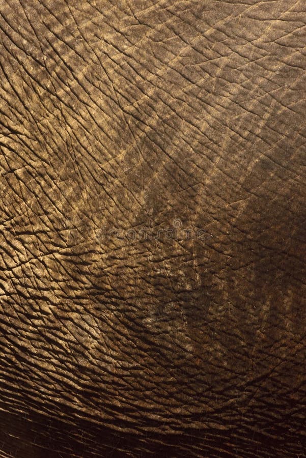 Closeup of Elephant Skin Texture Stock Photo - Image of detail, skin ...