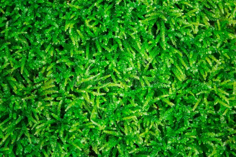 Closeup Texture of Forest Moss. Top View Stock Photo - Image of plant ...