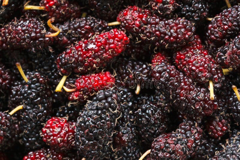 Closeup Texture of Fresh Mulberries Fruits with Natural Lighting Stock ...