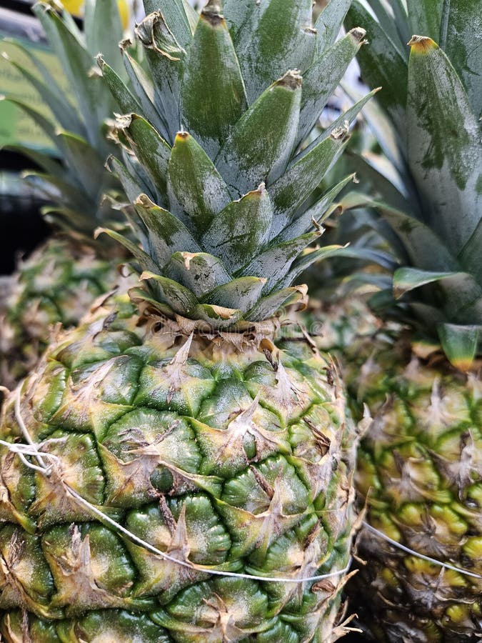 Closeup of the Texture of Fresh Pineapple Skin. Stock Image - Image of ...