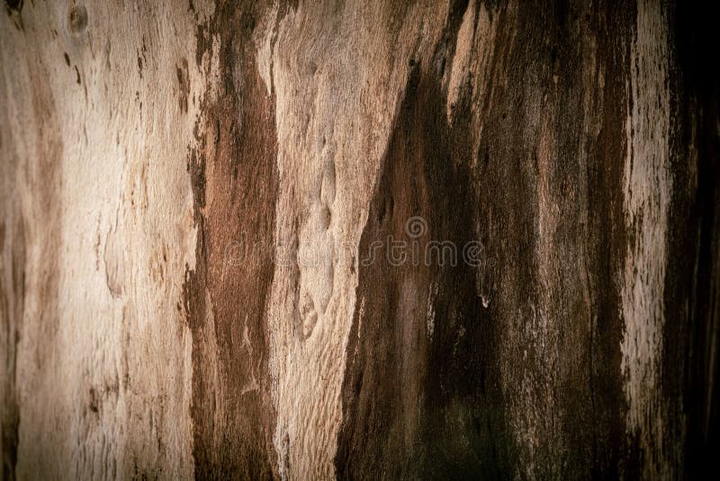 Closeup of the Texture of Freshly Sawn Wood Stock Photo - Image of ...
