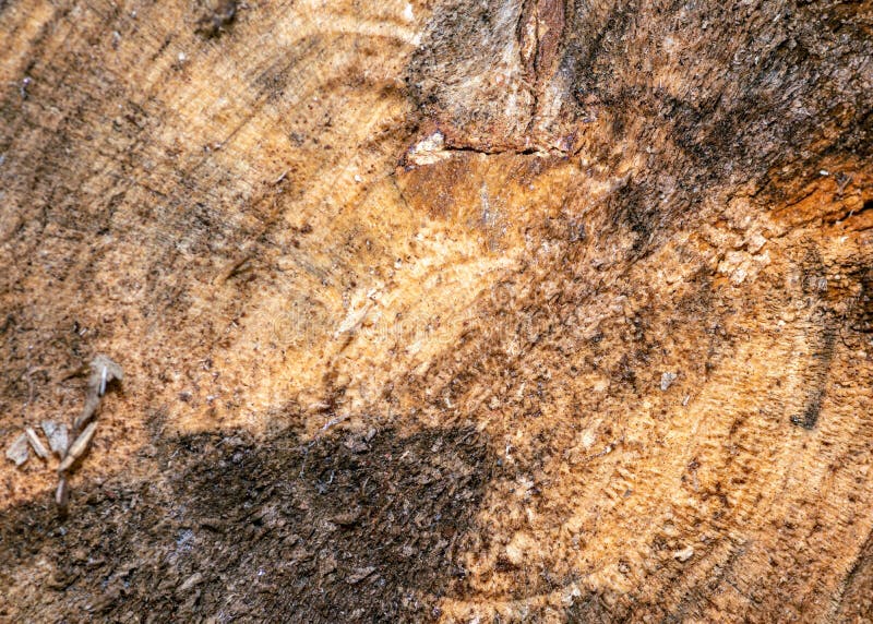 Closeup of the Texture of Freshly Sawn Wood Stock Photo - Image of ...