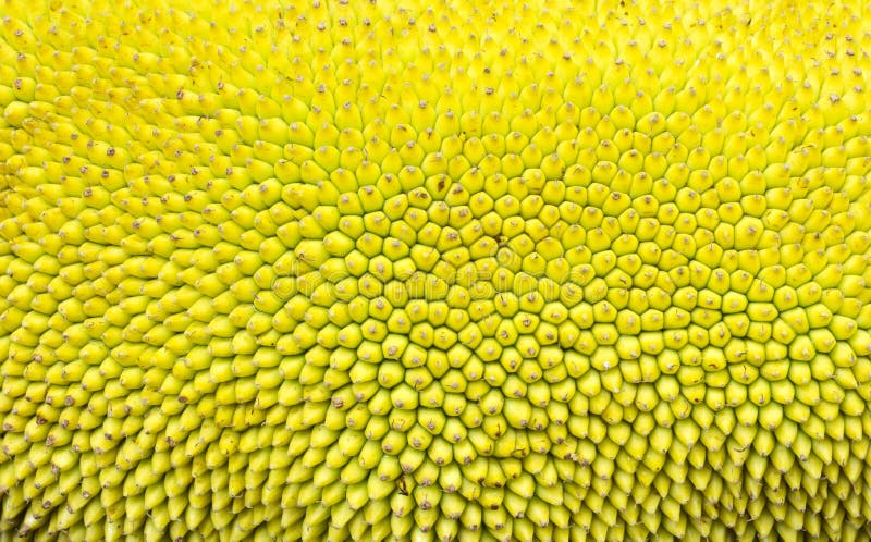 Texture of jackfruit stock photo. Image of delicious - 24325504