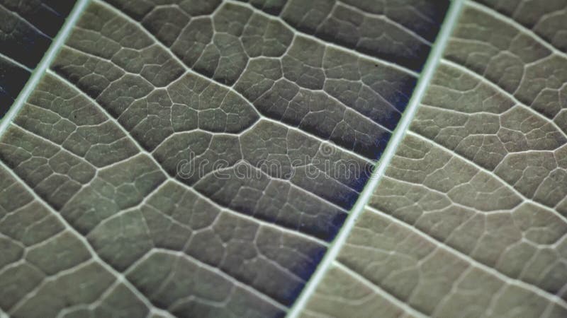 Closeup of Texture of the Leaf with Bone and Vein. Stock Photo - Image ...