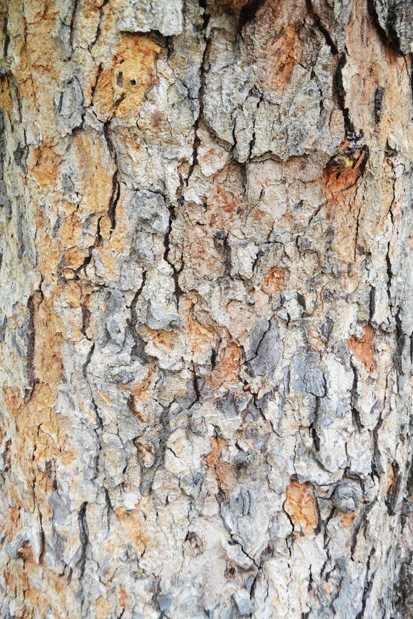 Closeup Texture Skin of Tree Stock Photo - Image of natural, count ...
