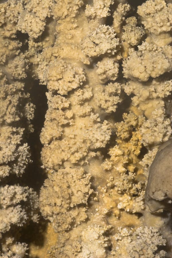 Closeup of Texture on Stalactites Stock Image - Image of mineral ...