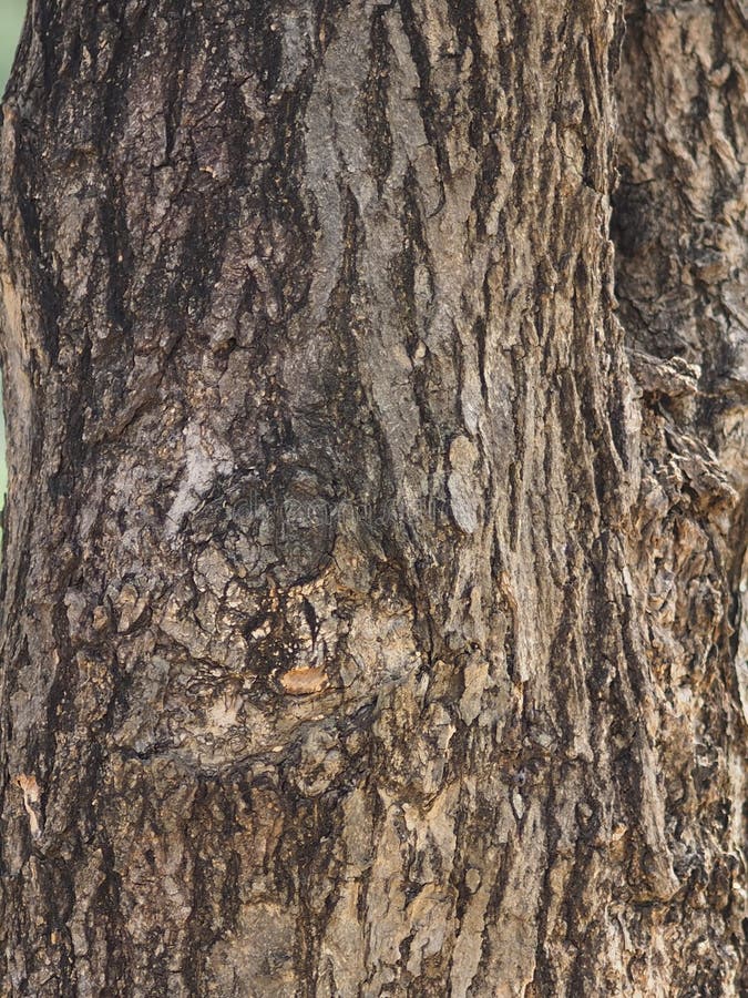 Texture Surface Big Tree in the Park Rough Skin Bark Stock Photo ...