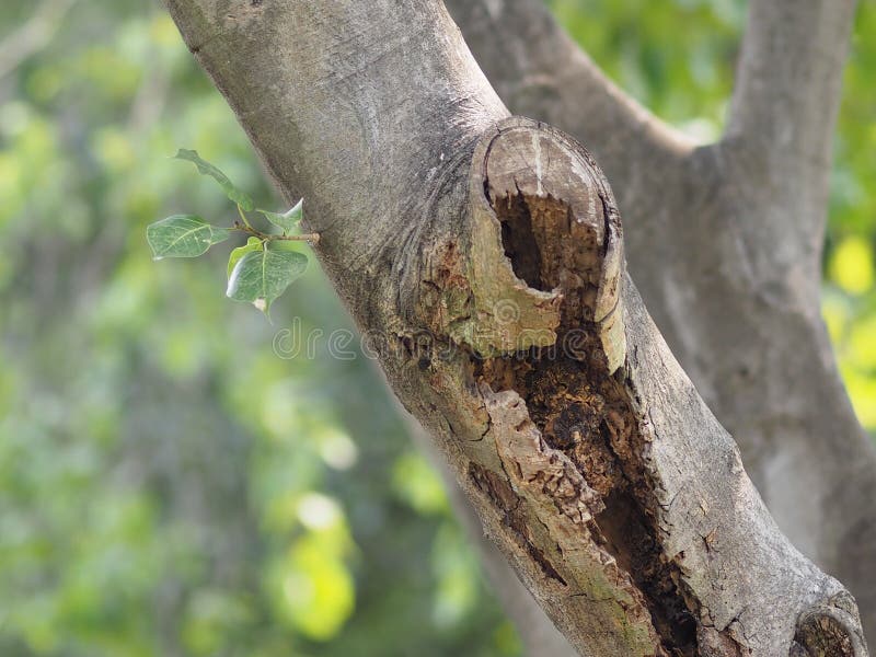 Surface Big Trunk Tree in the Park Rough Skin Bark Stock Photo - Image ...