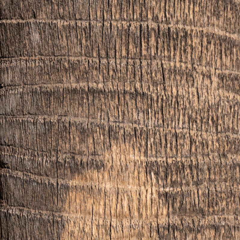 Palm Tree Texture Background Stock Image - Image of aging, design ...