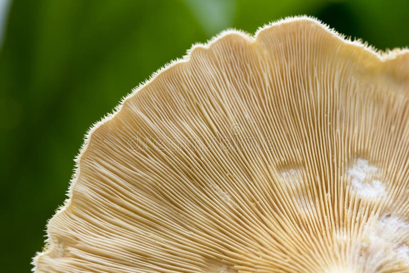 155 Underside Gills Mushroom Fungi Texture Stock Photos - Free ...