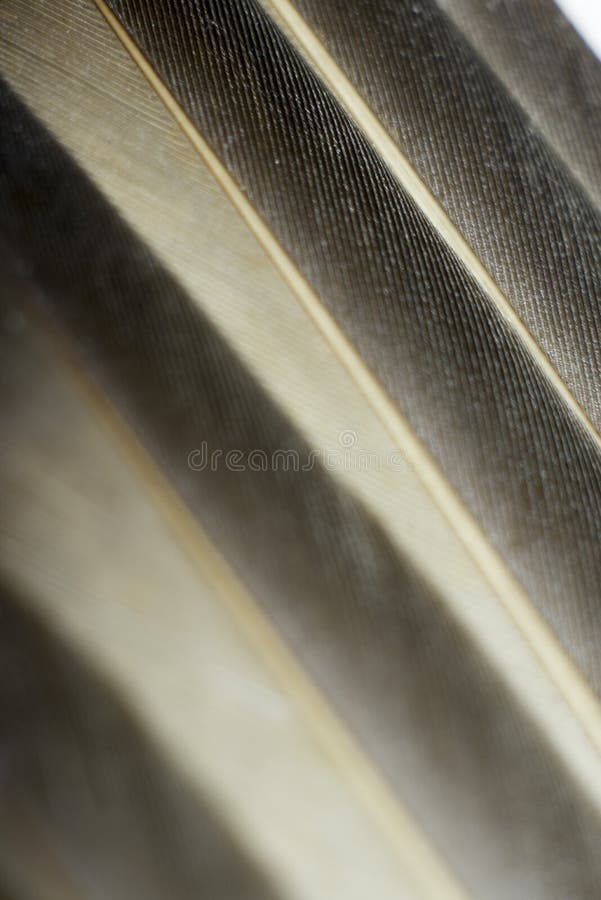 Closeup Textured and Surface of Feather Stock Image - Image of color ...
