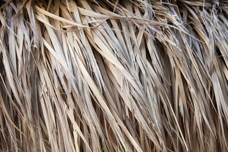Closeup of Thatch Roof Background Stock Photo - Image of exotic ...