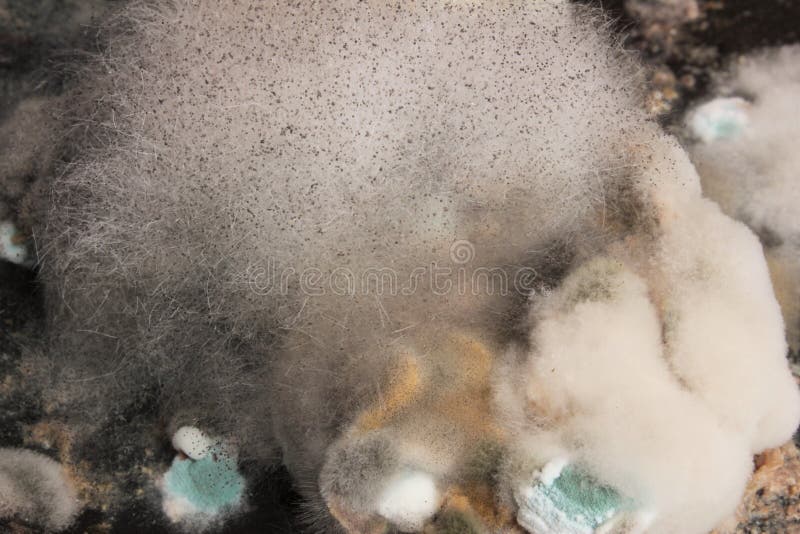 Mold Grew Rapidly and Formed Moldy Balls in the Kitchen Oven Stock ...