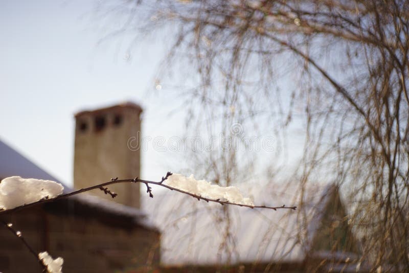 Closeup Thin Tree Branches Covered with Snow in Sunny Garden. Rural ...