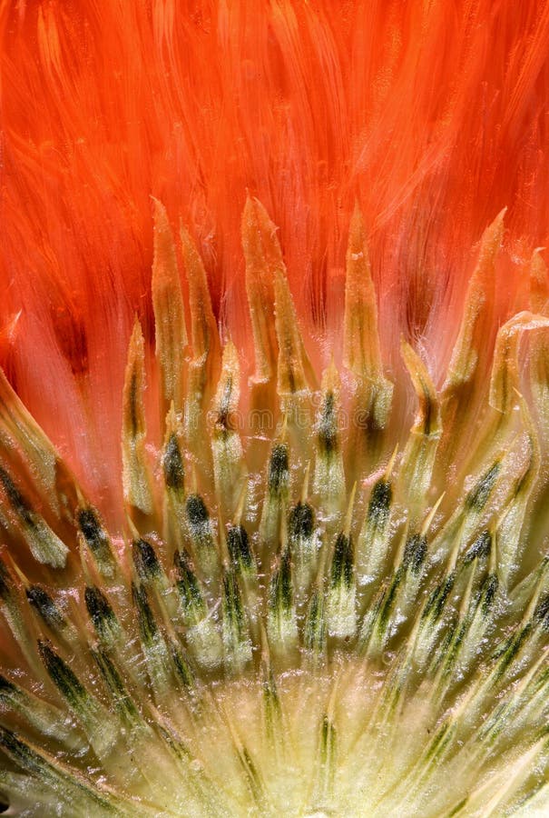 Pressed thistle stock image. Image of species, thistle - 78658307