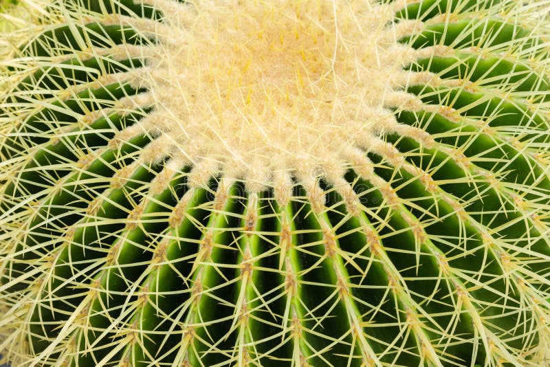 Thorn Cactus Background stock image. Image of head, succulent - 148099917