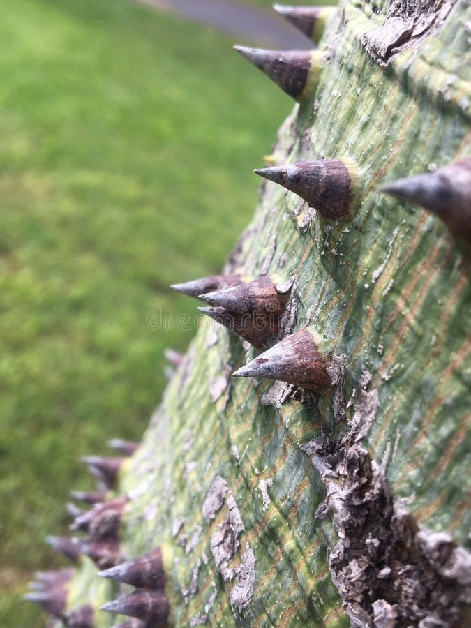 Closeup of the Thorns of an Insignis Tree Stock Photo - Image of plants ...