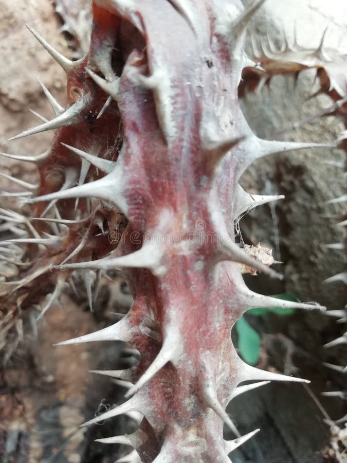 Closeup of a Thorny Cactus Stem Stock Image - Image of cactus, prickly ...