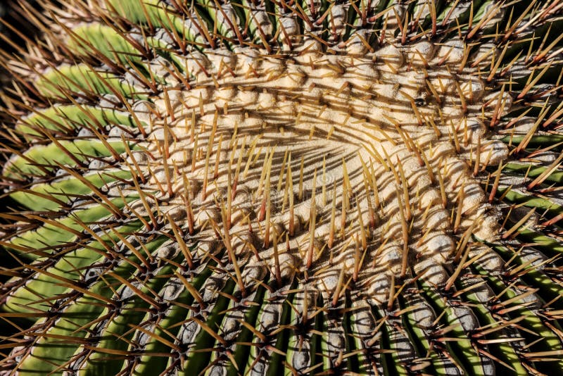 Closeup of the Thorny Shape of a Cactus Stock Photo - Image of ...