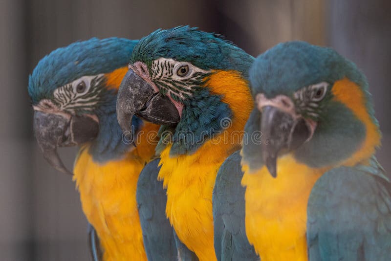 Closeup of Three Blue-throated Macaw Birds Stock Photo - Image of ...
