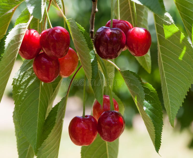Closeup of Three Bunches of Cherries Hanging on Tree Stock Photo ...