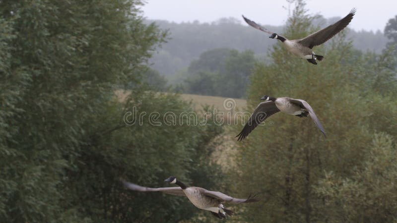 Closeup of Three Canada Geese Flying Stock Photo - Image of america ...