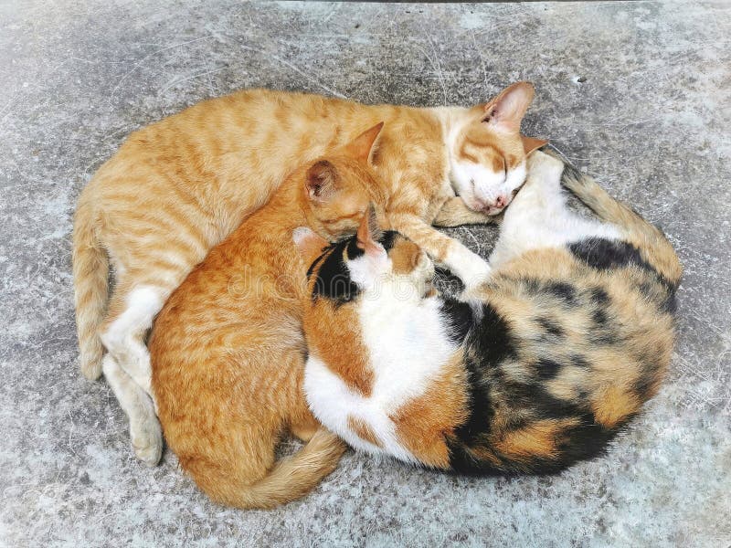 Three Cats Sleeping Together Stock Photo - Image of cute, animals ...