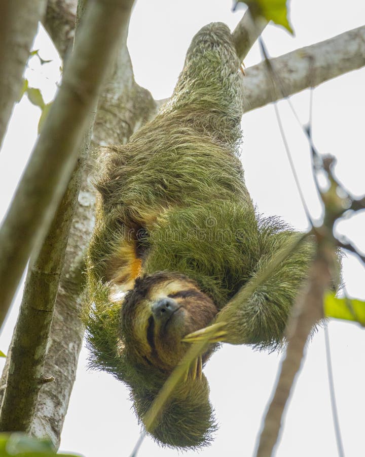 Closeup of Three Fingered Sloth Perching on Tree Branch Stock Photo ...