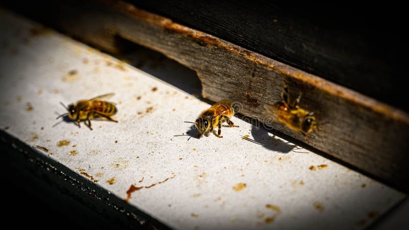 Closeup of Three Honey Bees. Apiculture Stock Image - Image of apis ...