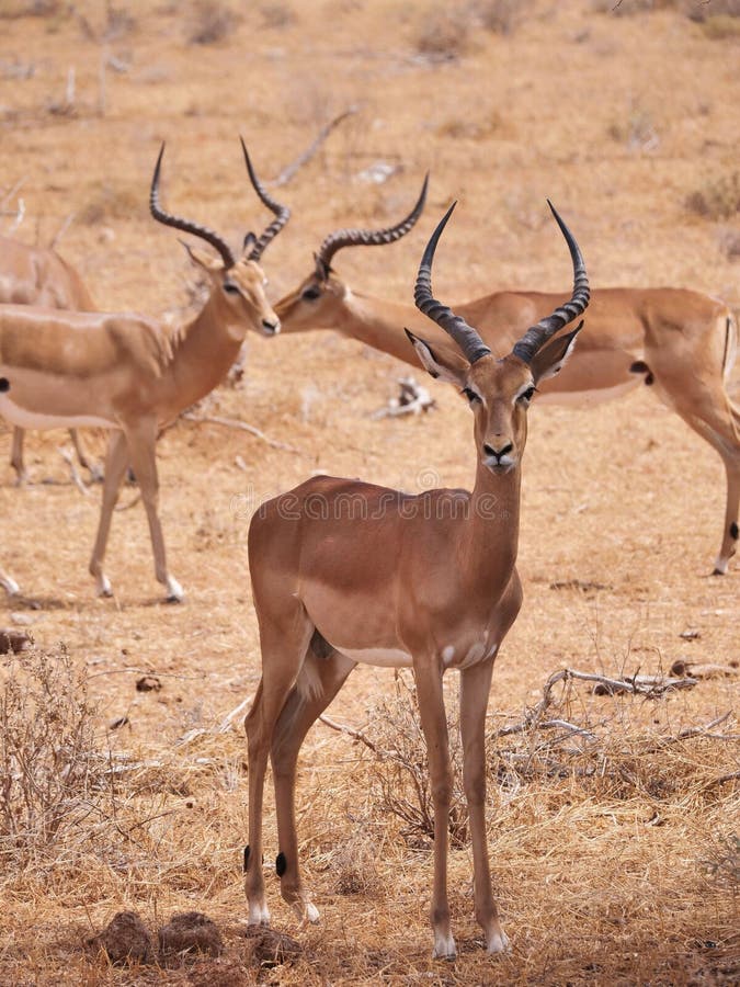 Closeup of Three Impalas in a Dry Field in Kenya Stock Image - Image of ...