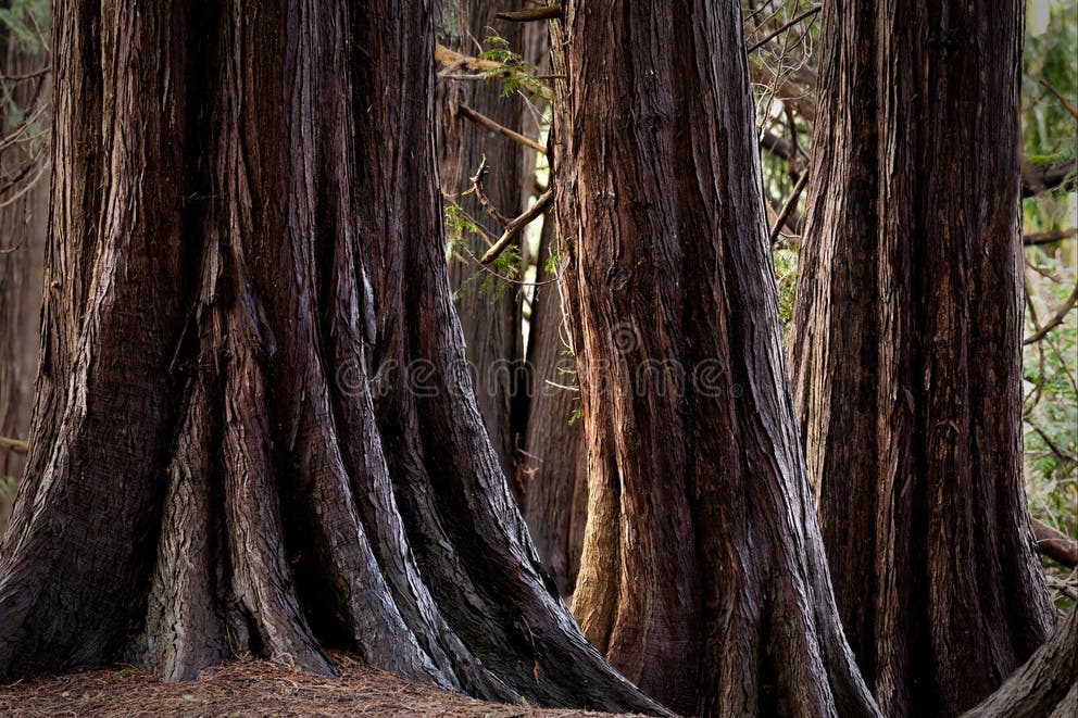 Closeup of Three Western Red Cedars with Thick Trunks Stock Photo ...