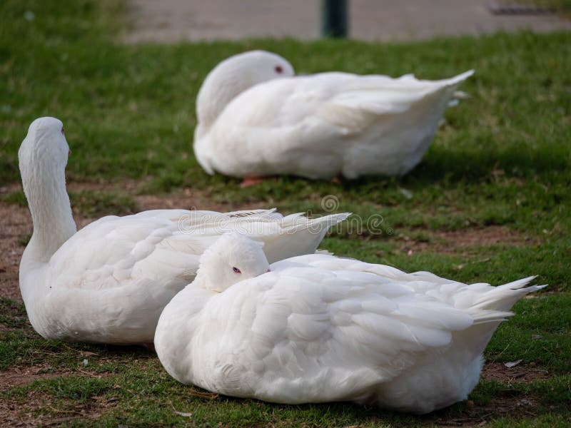 Closeup of Three White Geese Lying on the Grass and Having Rest Stock Image - Image of fauna ...