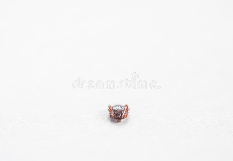 Closeup of Tick Over White Sheet, Front View Stock Photo - Image of ...