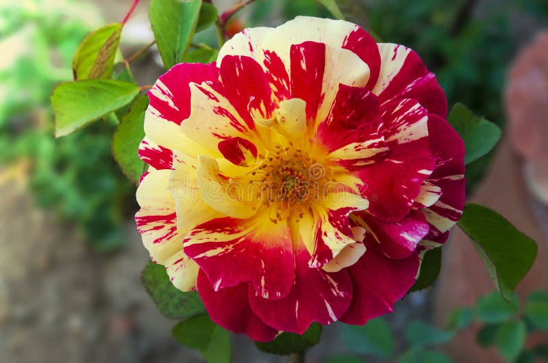 Closeup of tiger rose stock photo. Image of petals, spring - 264249680