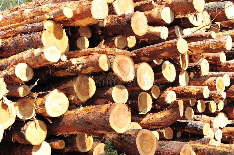 Closeup of Timber Logs stock photo. Image of edge, industry - 214072988