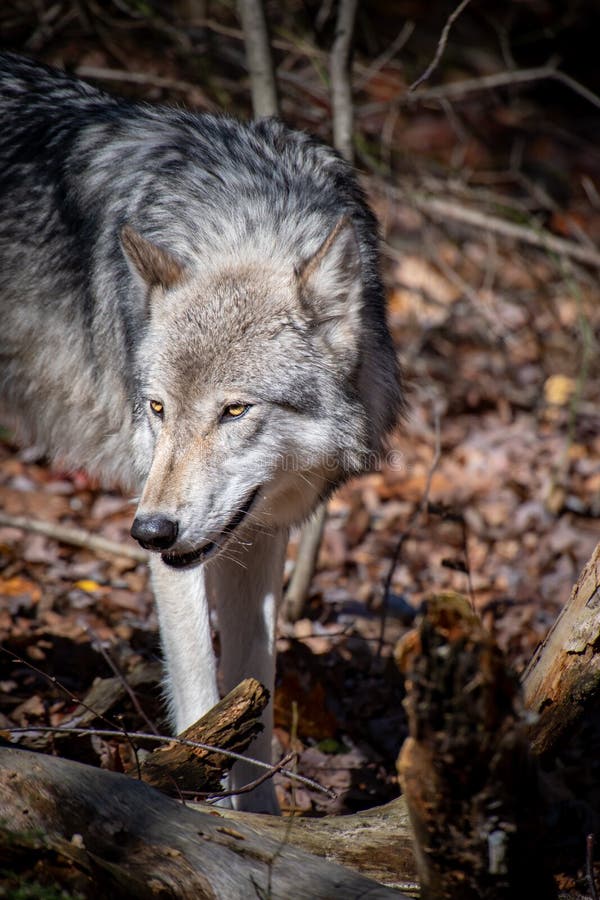 A Closeup of Timber Wolf Near a Fallen Dead Tree while Standing in the ...