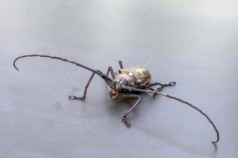Closeup Timberman-beetle Acanthocinus Aedilis on a Table Stock Image ...