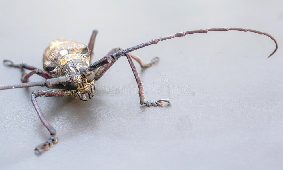 Closeup Timberman-beetle Acanthocinus Aedilis on a Table Stock Image ...