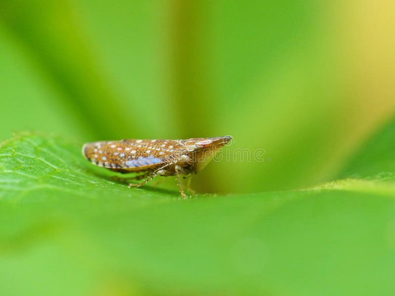 Brown Leafhopper on a Leaf stock photo. Image of leafhopper - 139099352