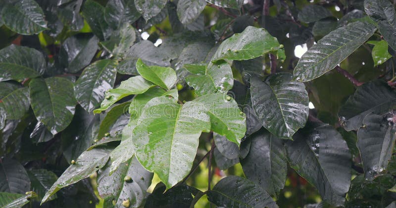 Iny Drops of Rain Fall on the Leaves of a Tree. Stock Footage - Video ...