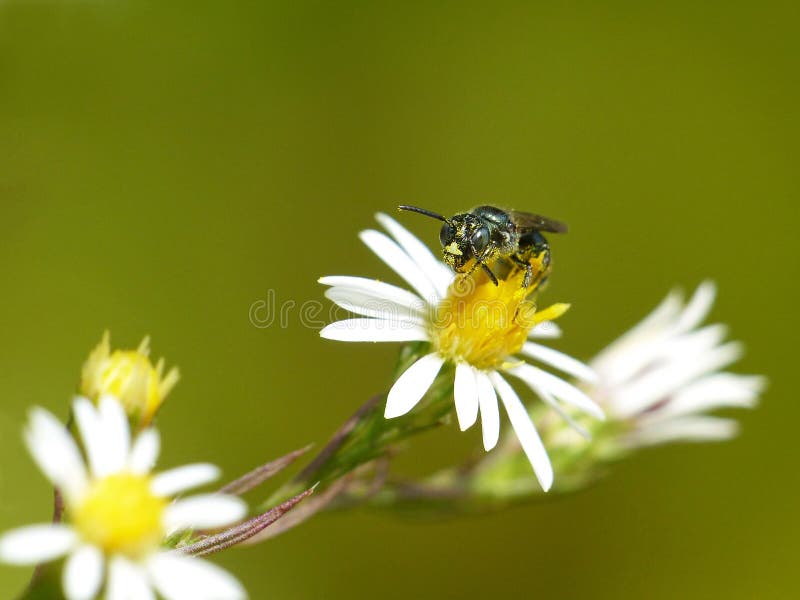 Emerald Bee on Flower 1 stock image. Image of closeup - 220558801