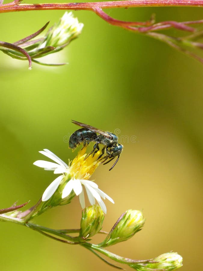 Emerald Bee on Flower 3 stock image. Image of macro - 220558807