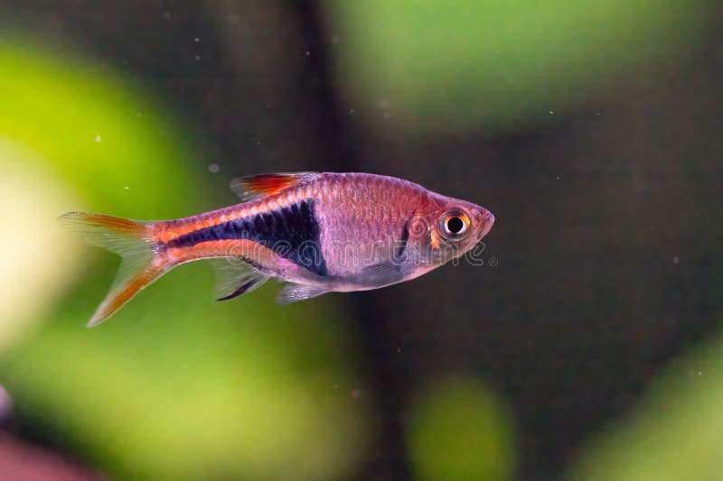 Closeup of a Tiny Fish Swimming in an Aquarium Stock Image - Image of ...
