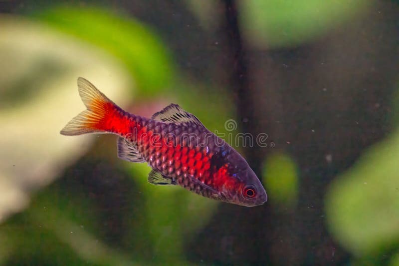 Closeup of a Tiny Fish Swimming in an Aquarium Stock Photo - Image of ...