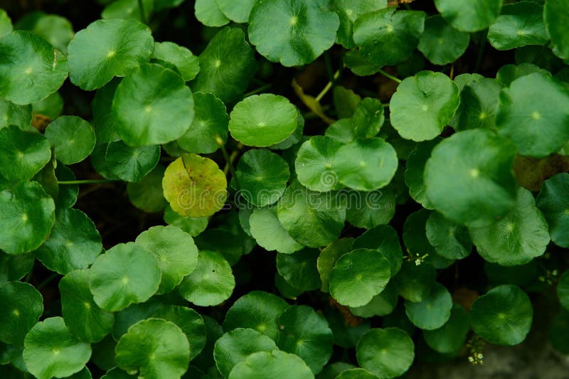 Closeup of Tiny Green Plants Growing on the Ground Stock Image - Image ...