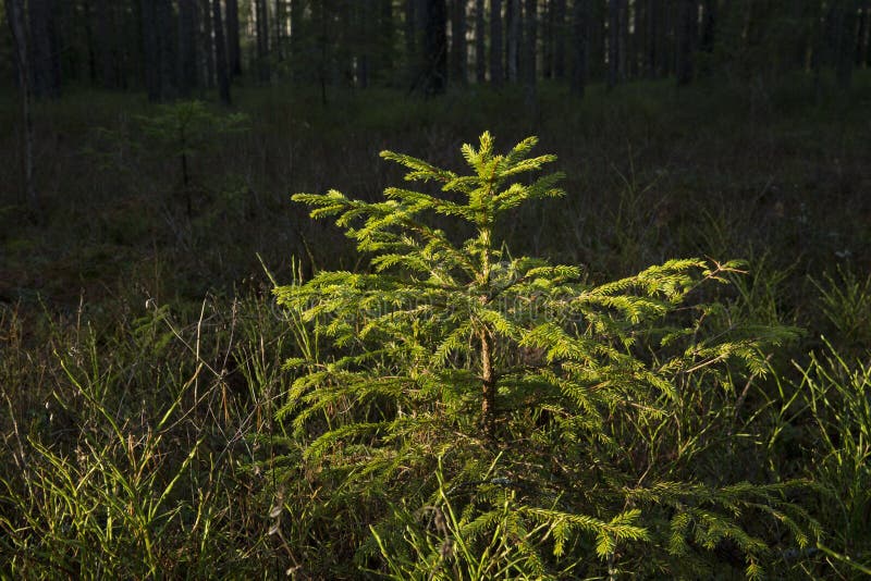 Closeup of a Tiny Growing Spruce Tree in a Forest Under the Sunlight ...